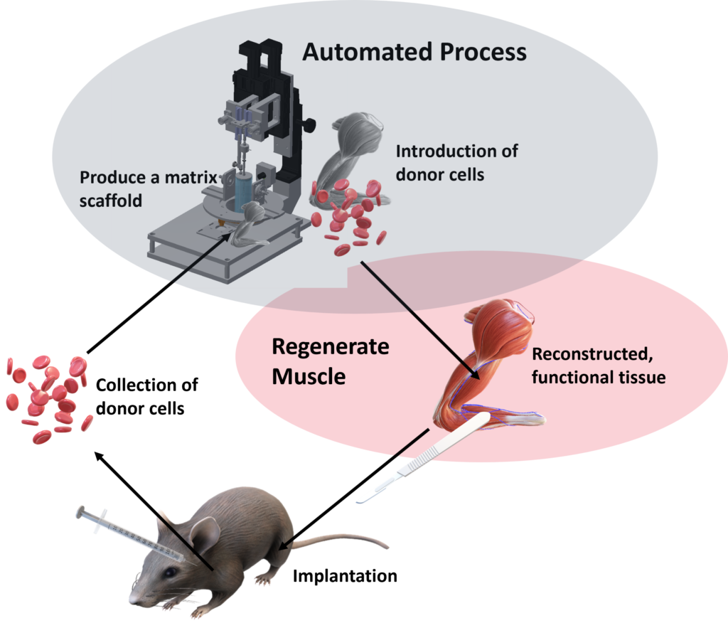 Tissue Regenerator - Institute of Medical Biotechnology